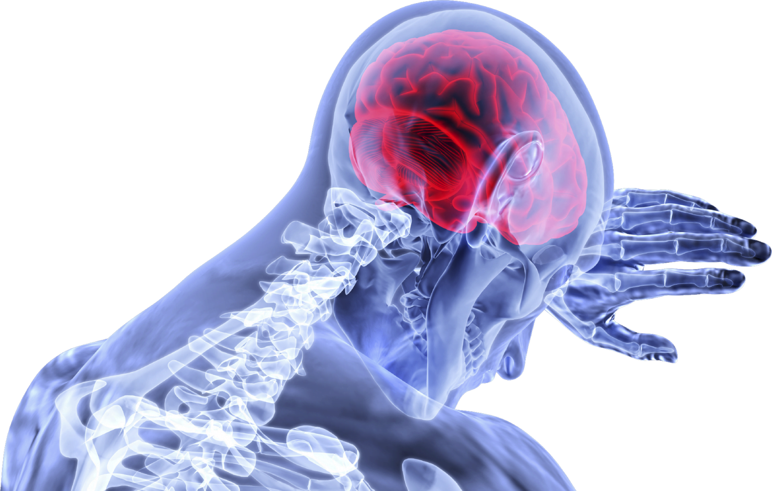 Exercise & Brain Aging | The Strength Community